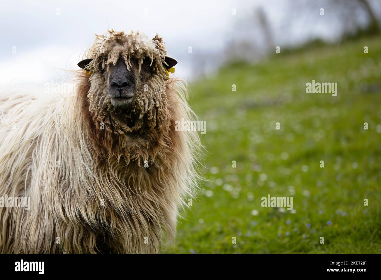 latxa sheep from the basque country looking at the camera. portrait in ...