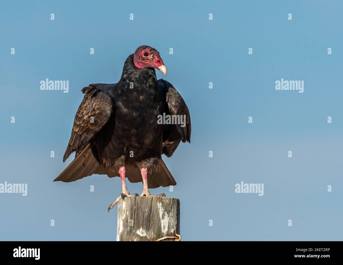 Red bald head hi-res stock photography and images - Alamy