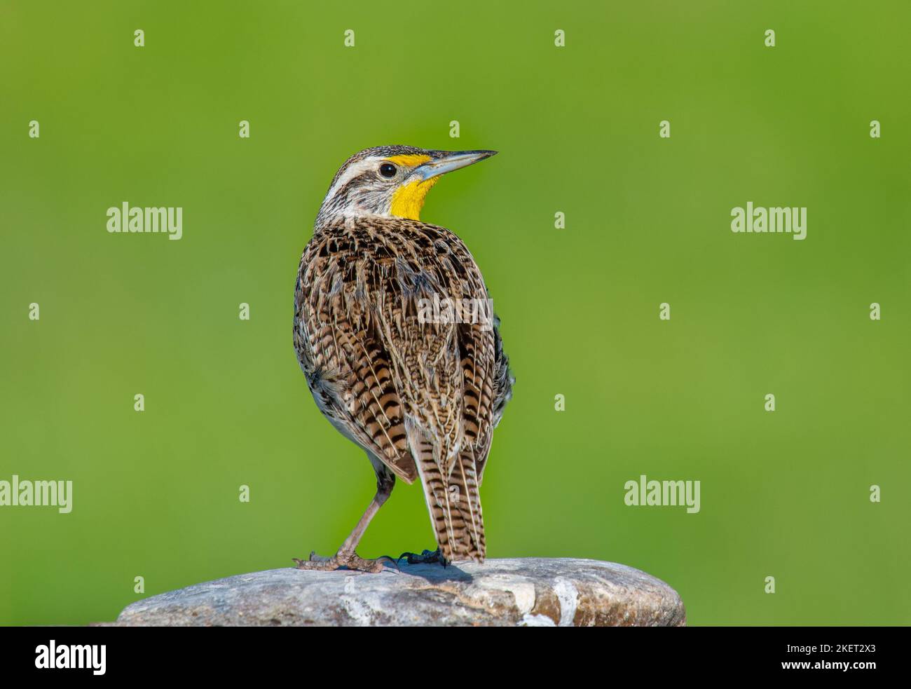 A beautiful Western Meadowlark, a bird of the vast western prairies ...