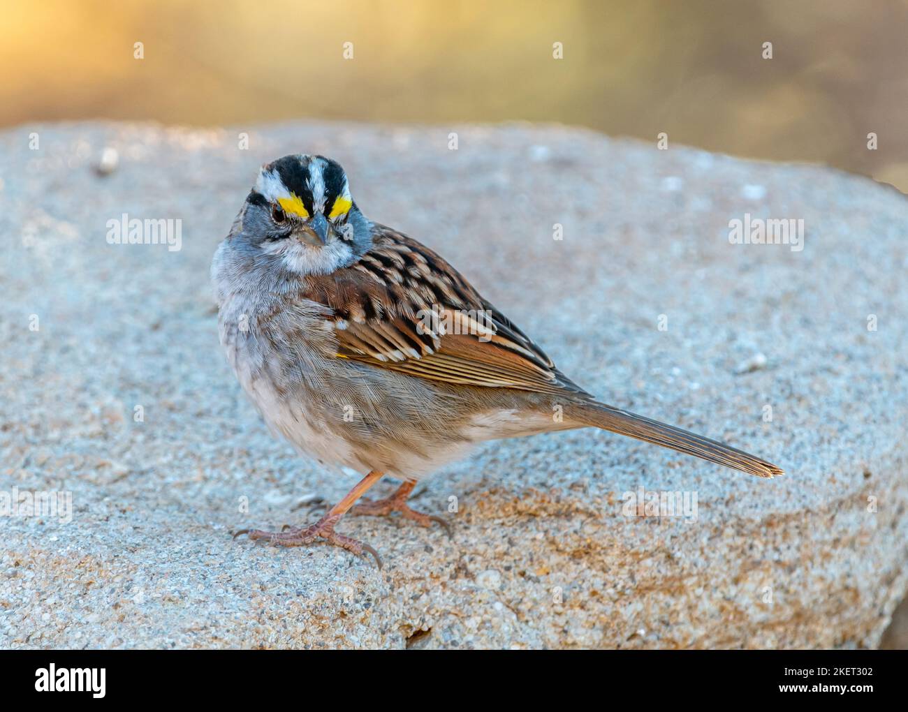 A beautiful White-throated Sparrow displaying its brilliant yellow lore ...