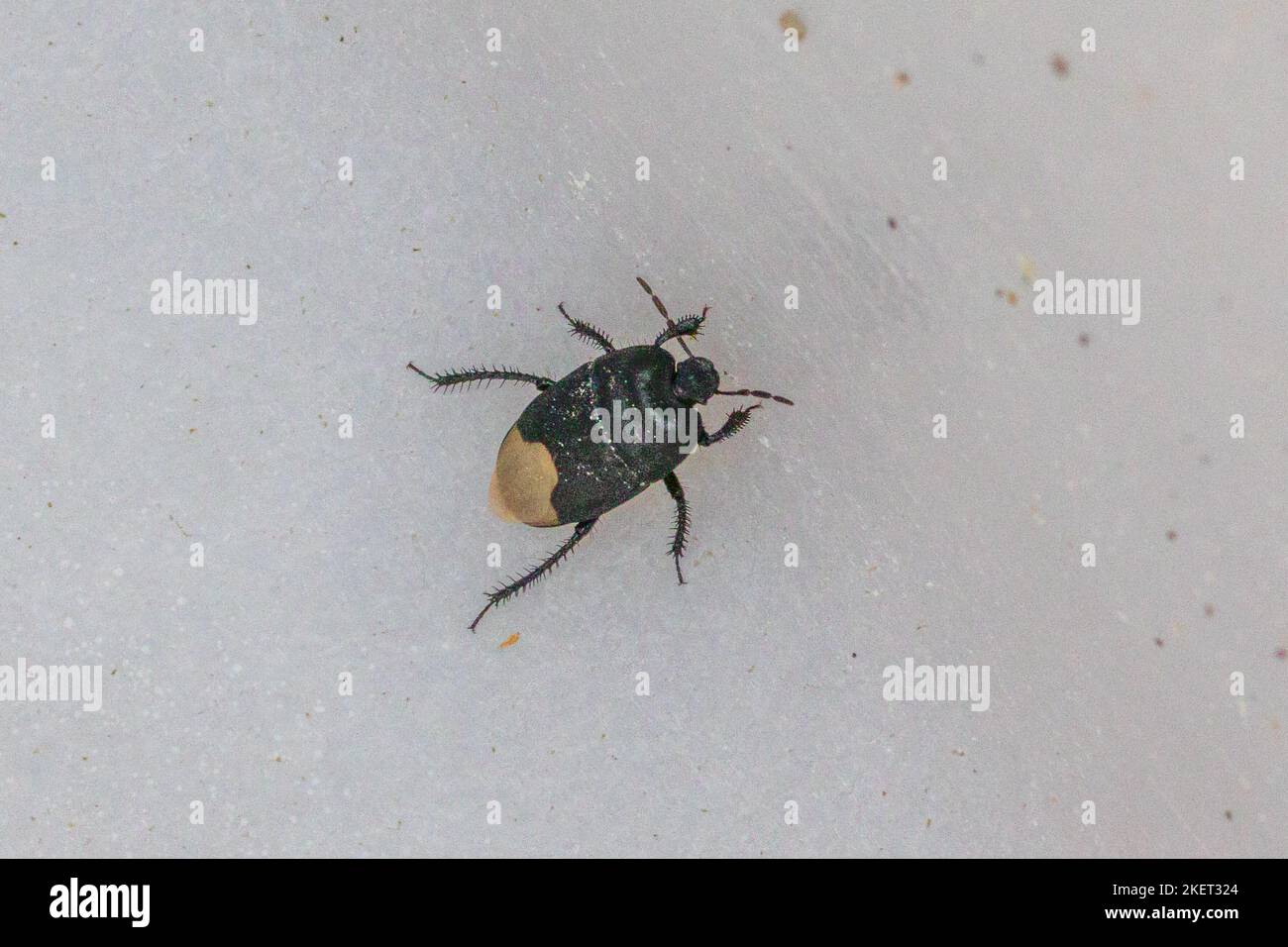 Cydnus aterrimus, Burrowing Beetle with copy space and a Natural ...