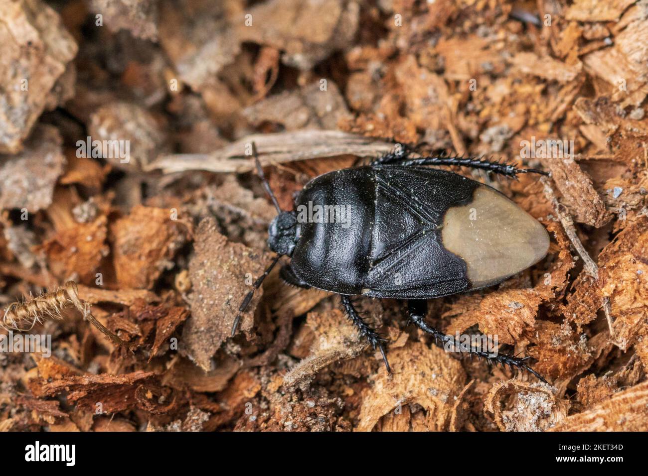 Cydnus aterrimus, Burrowing Beetle Stock Photo - Alamy