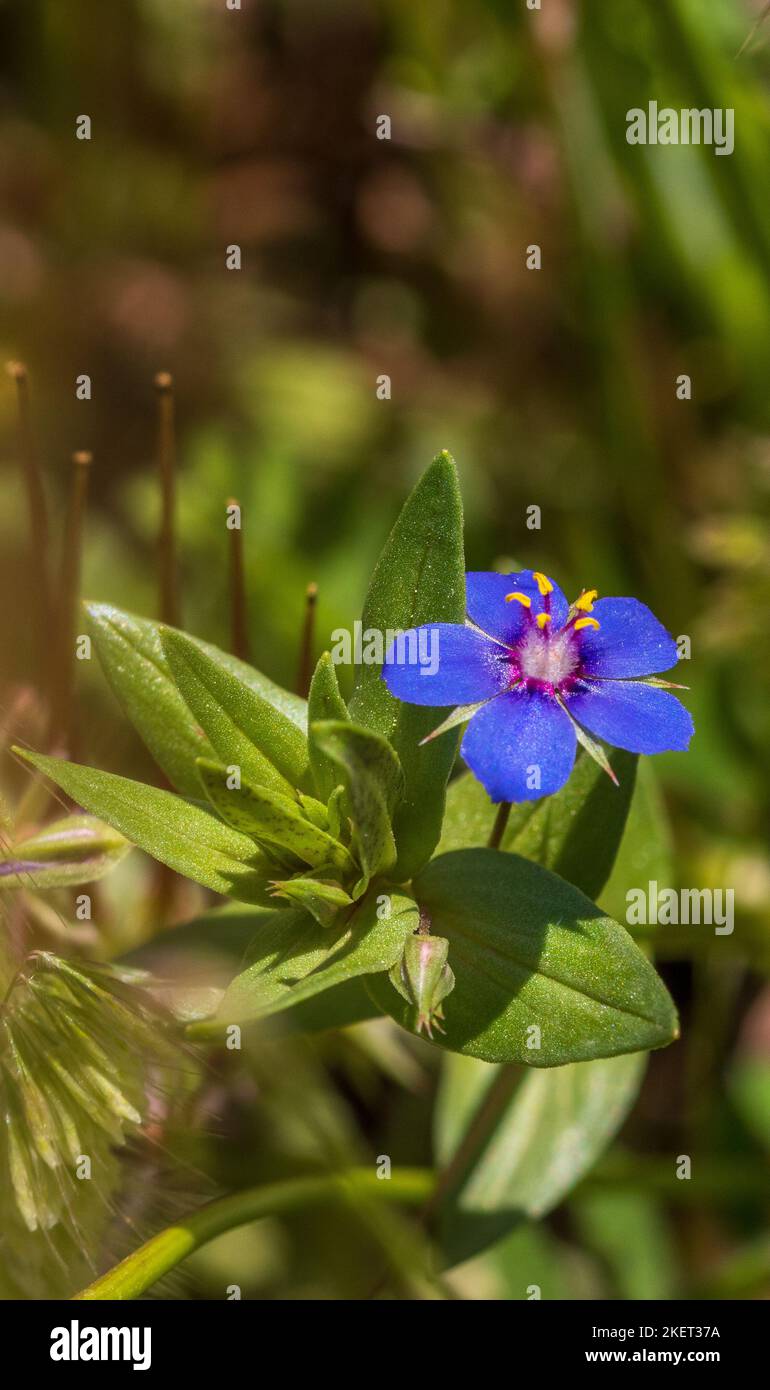 Lysimachia foemina, Blue Pimpernel Plant in Flower with copy space and ...