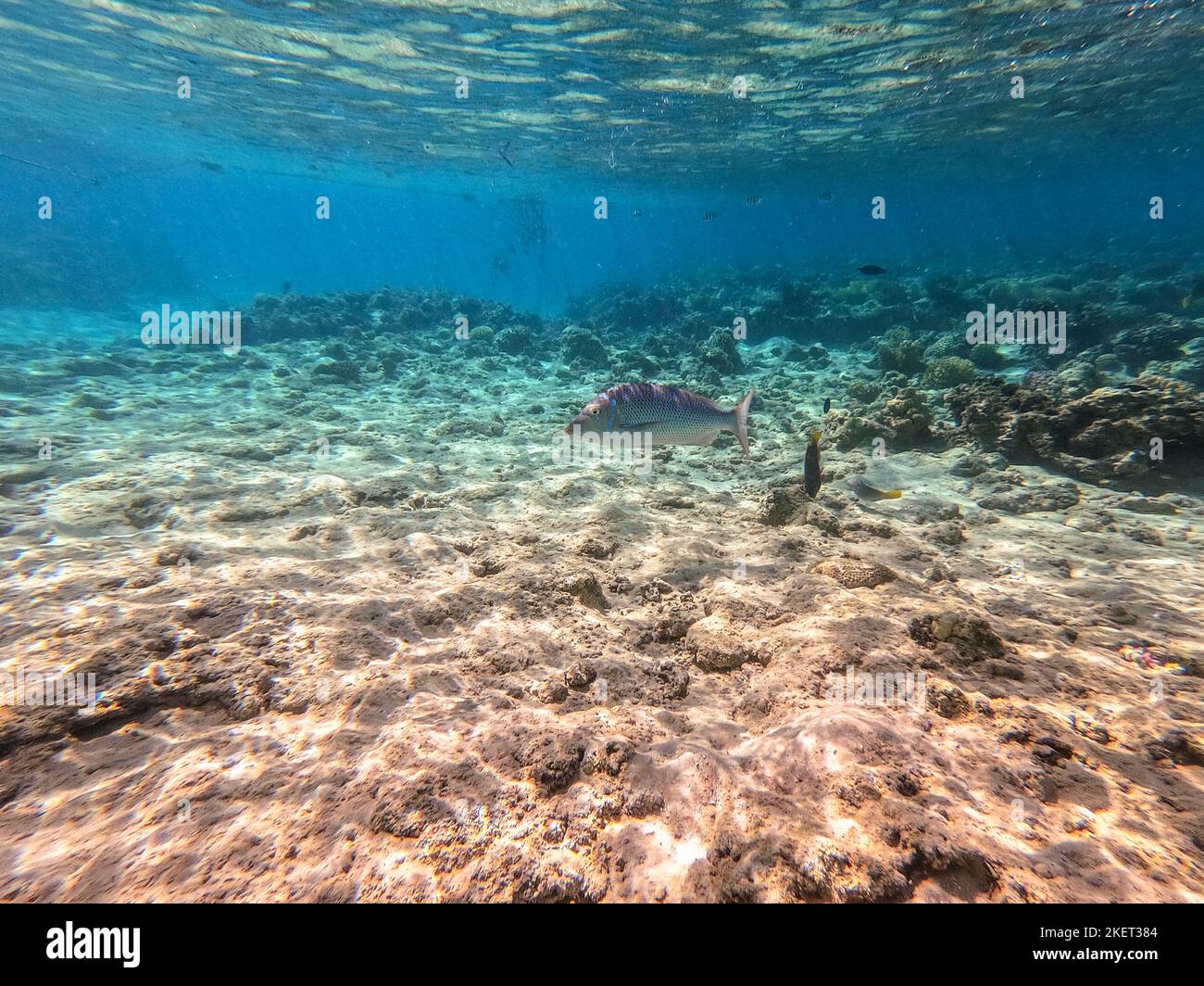 Tropical Spangled Emperor fish known as Lethrinus Nebulosus underwater ...