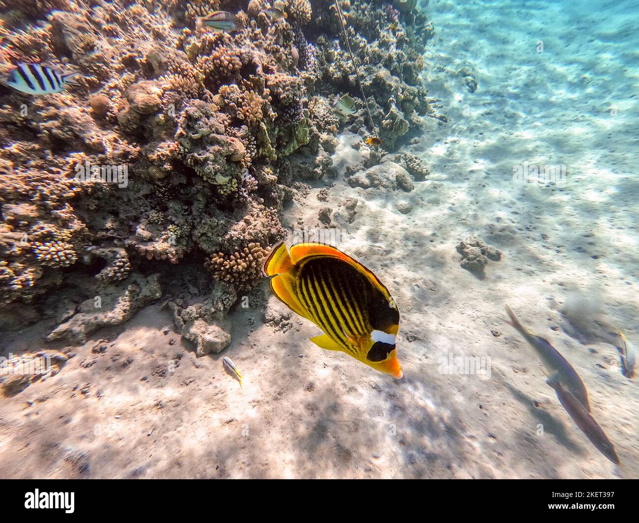 Tropical Diagonal or Raccoon butterflyfish known as chaetodon fasciatus ...