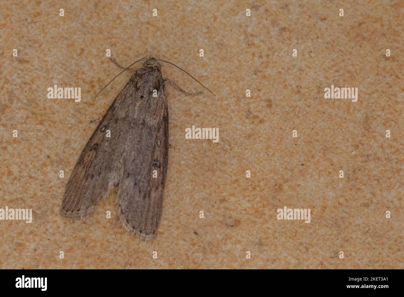 Theresian moth hi-res stock photography and images - Alamy