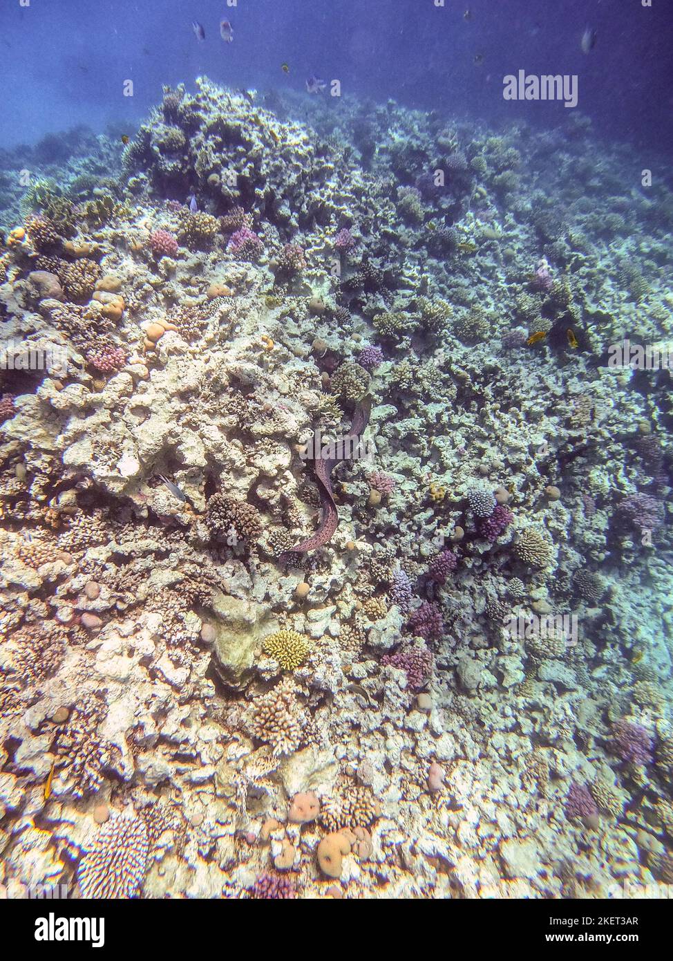Giant Moray Eel known as Gymnothorax Nudivome underwater hunting on ...
