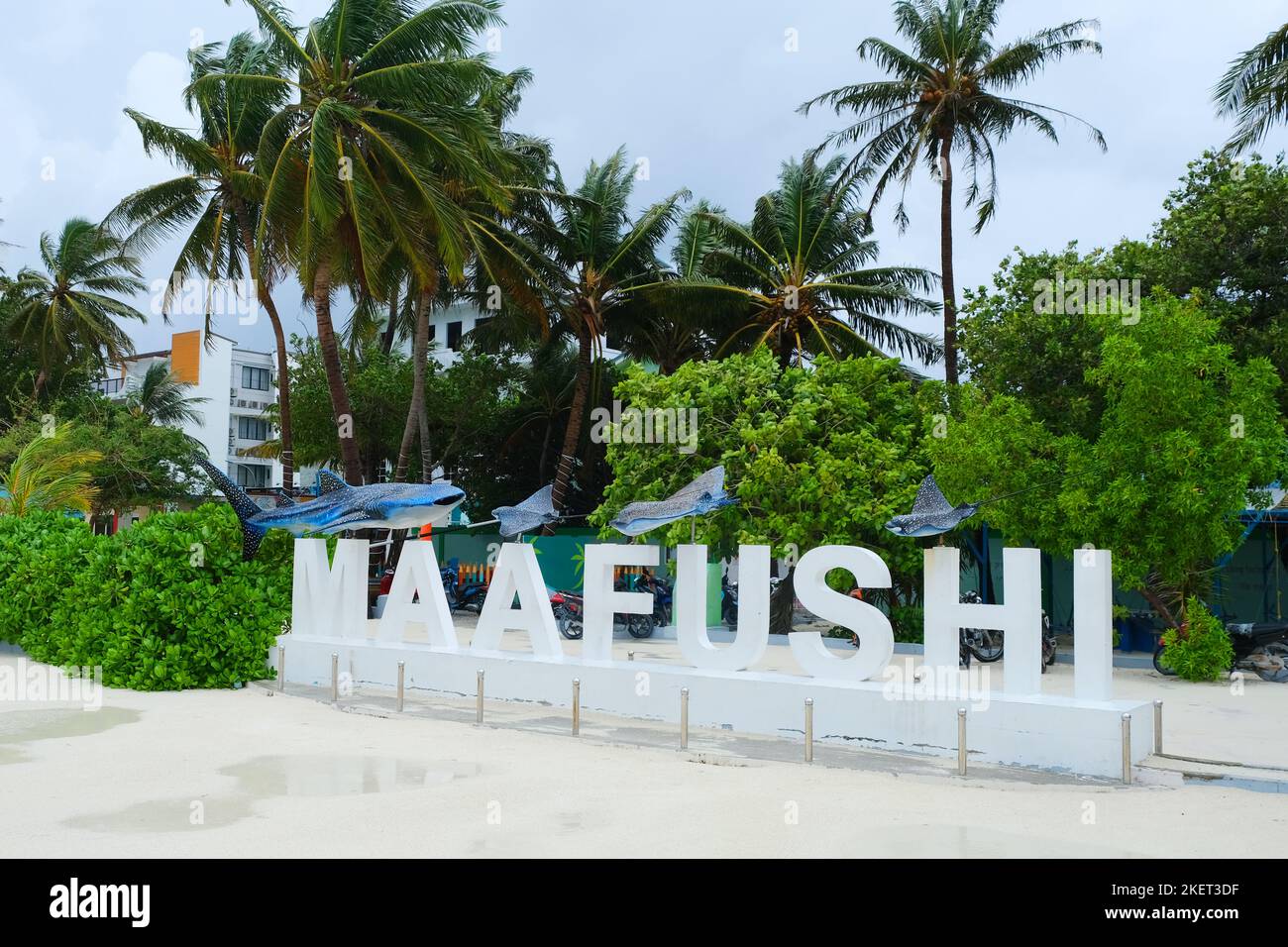 Maafushi is one of the biggest and most popular local islands in ...