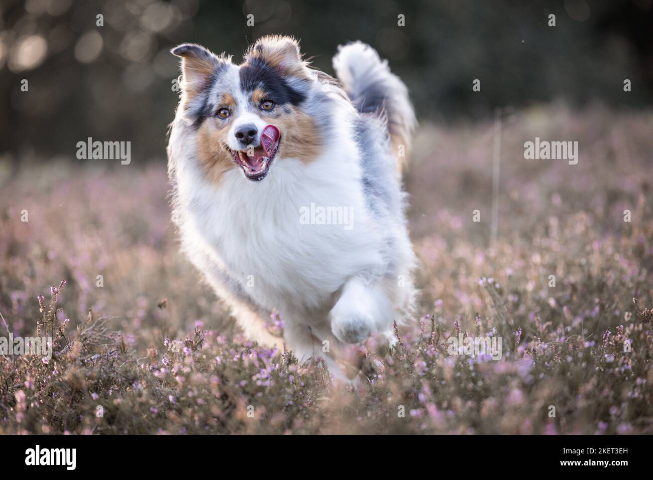 Australian Shepherd at heath Stock Photo - Alamy