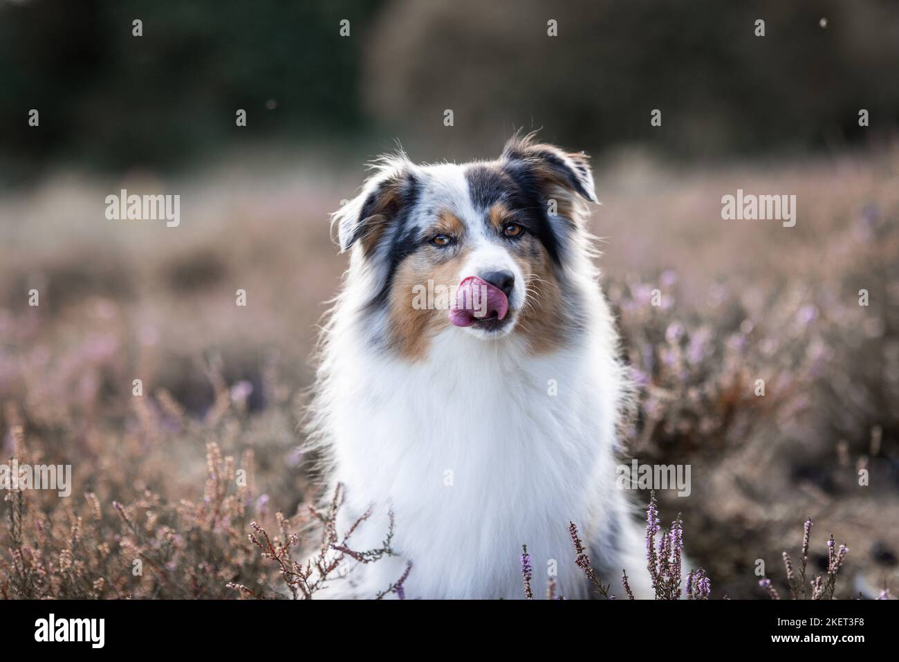 Australian Shepherd at heath Stock Photo - Alamy