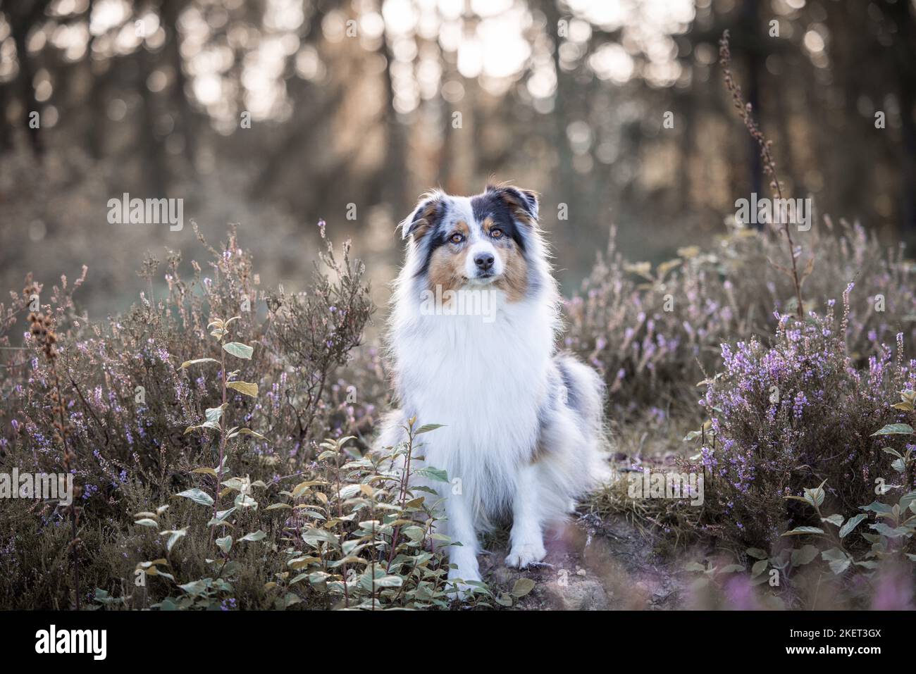 Australian Shepherd at heath Stock Photo - Alamy