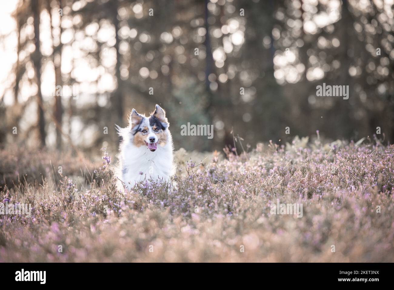 Australian Shepherd at heath Stock Photo - Alamy