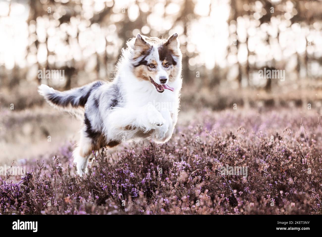 Australian Shepherd at heath Stock Photo - Alamy