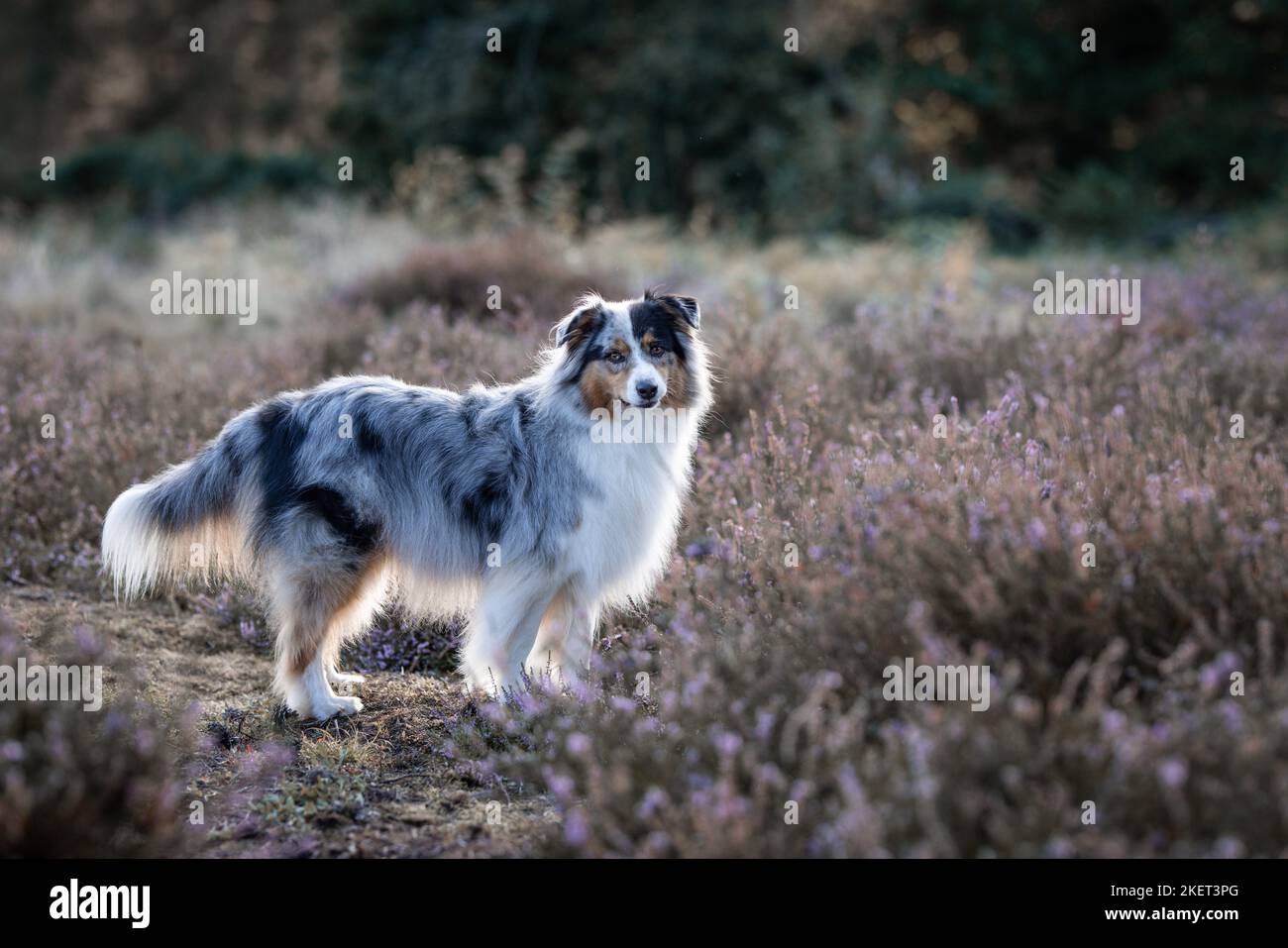 Australian Shepherd at heath Stock Photo - Alamy