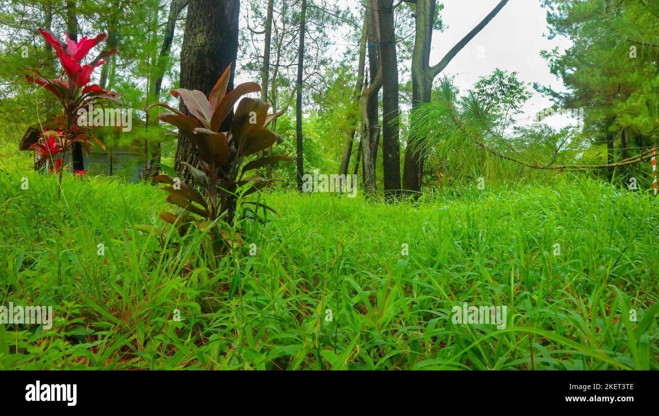 red hawaiian ti plants with green grass Stock Photo - Alamy