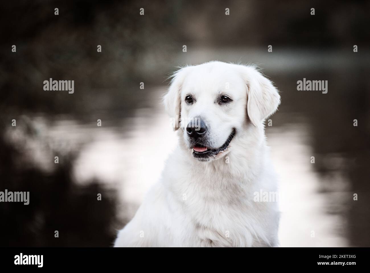 male Golden Retriever Stock Photo - Alamy