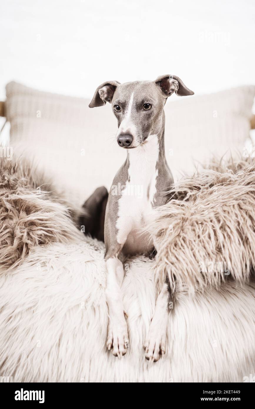 Laying greyhound hi-res stock photography and images - Alamy