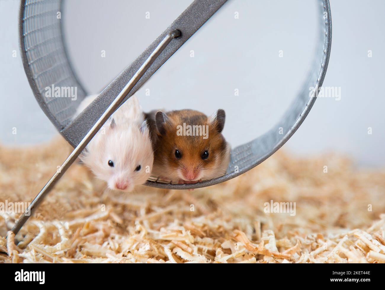 Syrian hamsters are sitting on a wheel. The red male and the peach ...