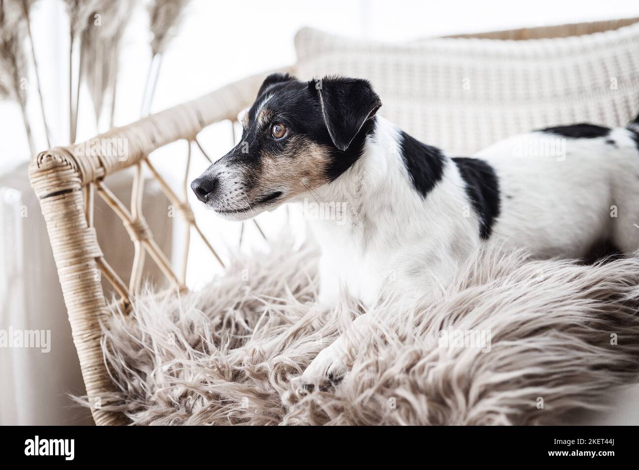 tricolor Jack Russell Terrier Stock Photo - Alamy