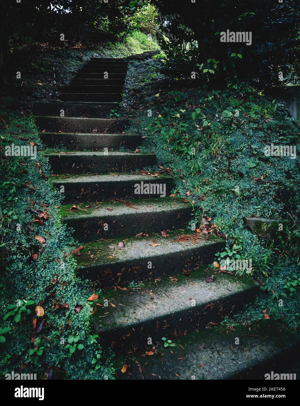 Moss-covered old stone stairs in a green park. Staircase leading up ...