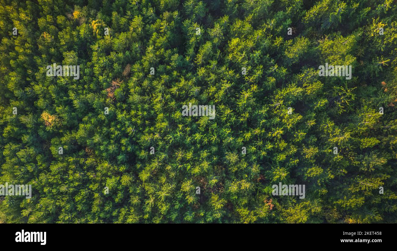 Autumn warm sunlight illuminating the coniferous forest. Bird's-eye ...