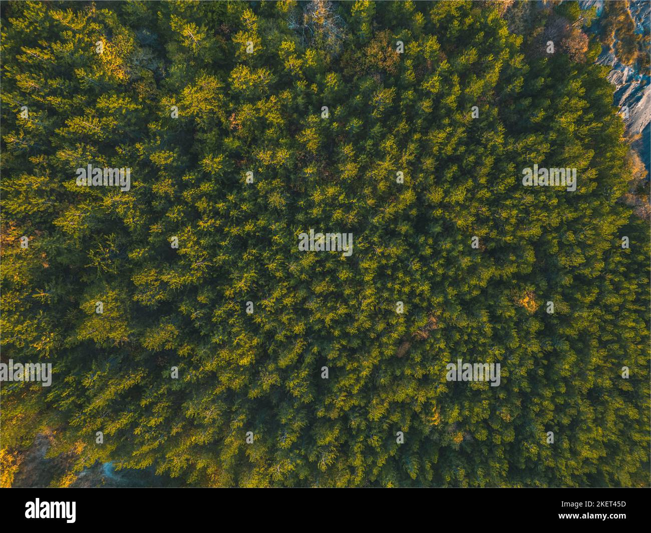 Autumn warm sunlight illuminating the coniferous forest. Bird's-eye ...