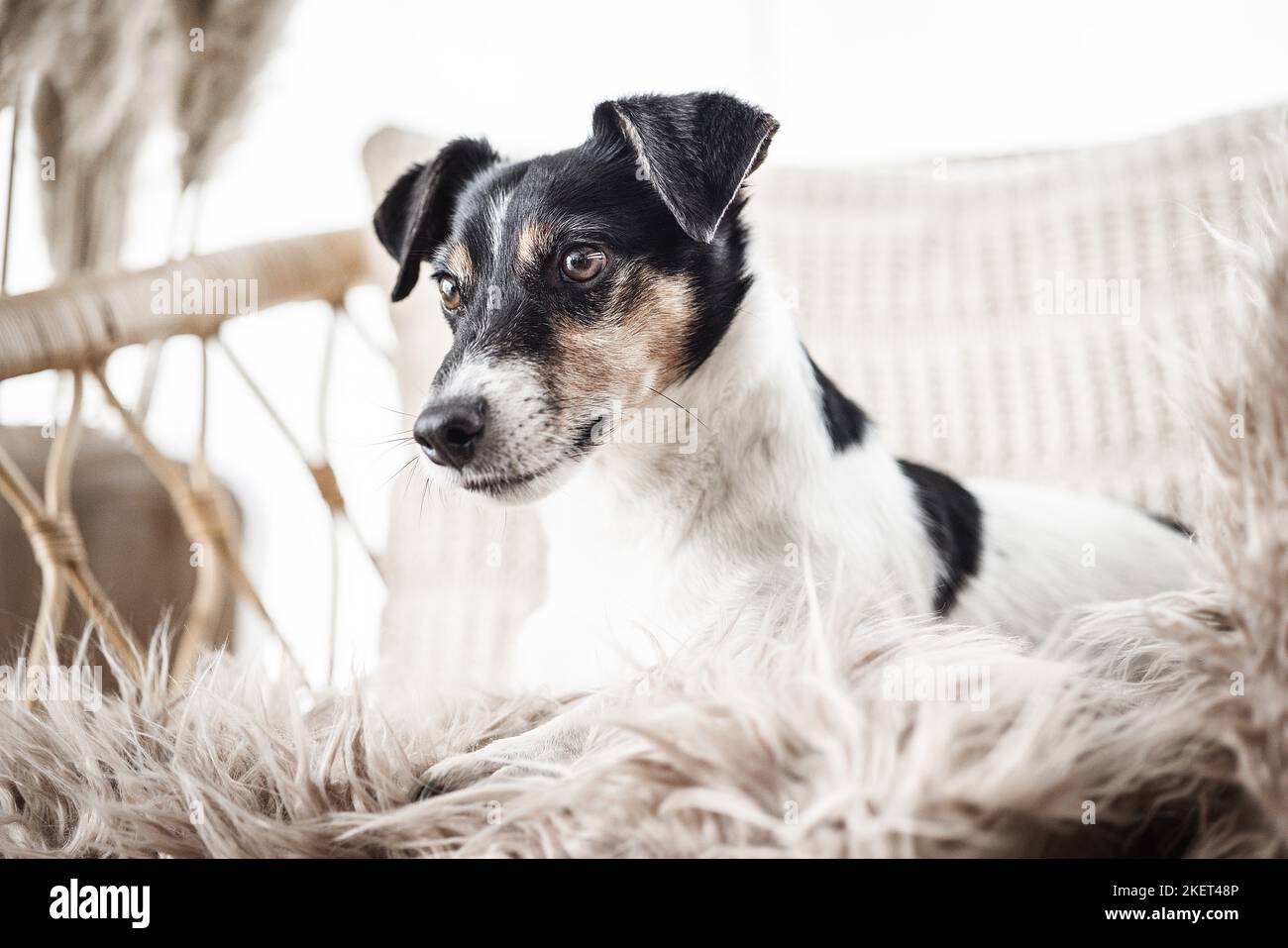 tricolor Jack Russell Terrier Stock Photo - Alamy