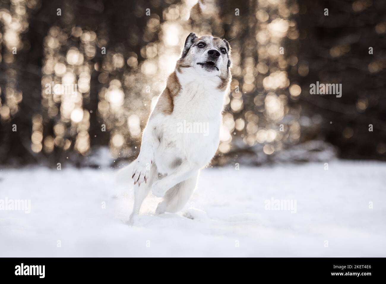 Mongrel in snow Stock Photo - Alamy