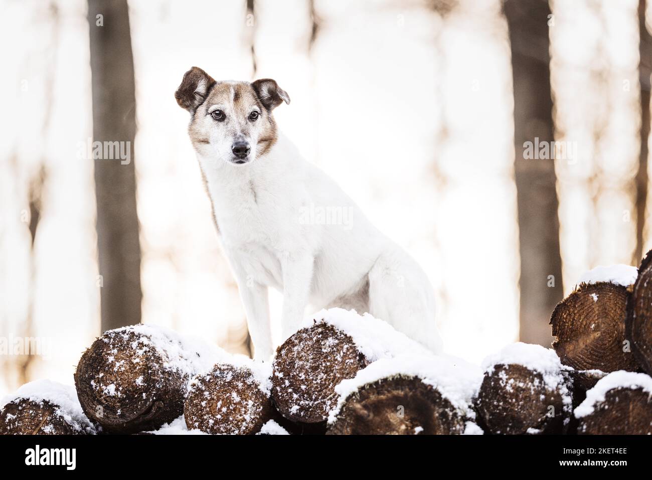 Mongrel in snow Stock Photo - Alamy