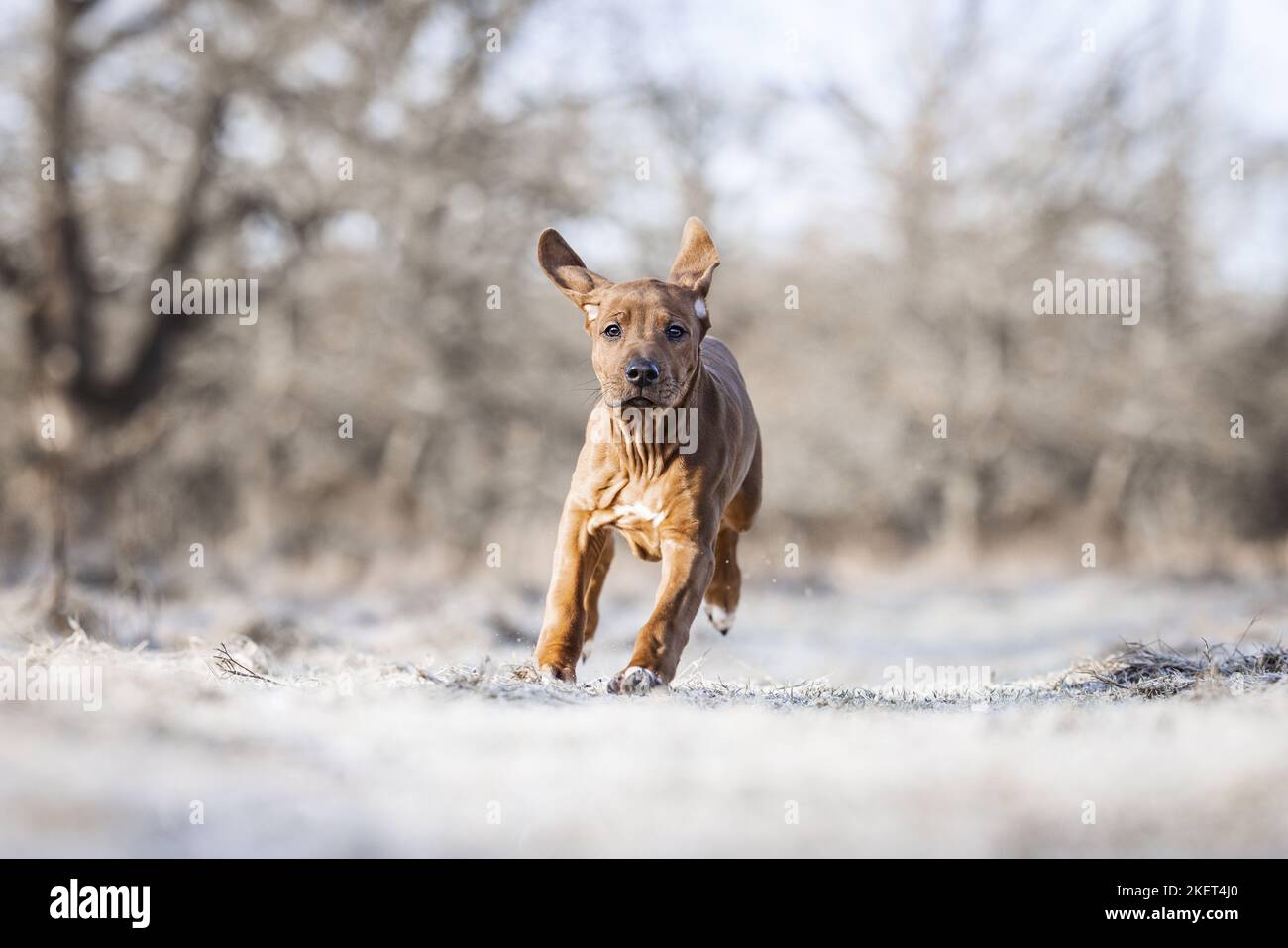 Rhodesian Ridgeback Puppy Stock Photo - Alamy