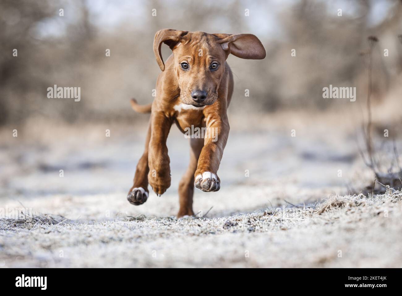 Rhodesian Ridgeback Puppy Stock Photo - Alamy