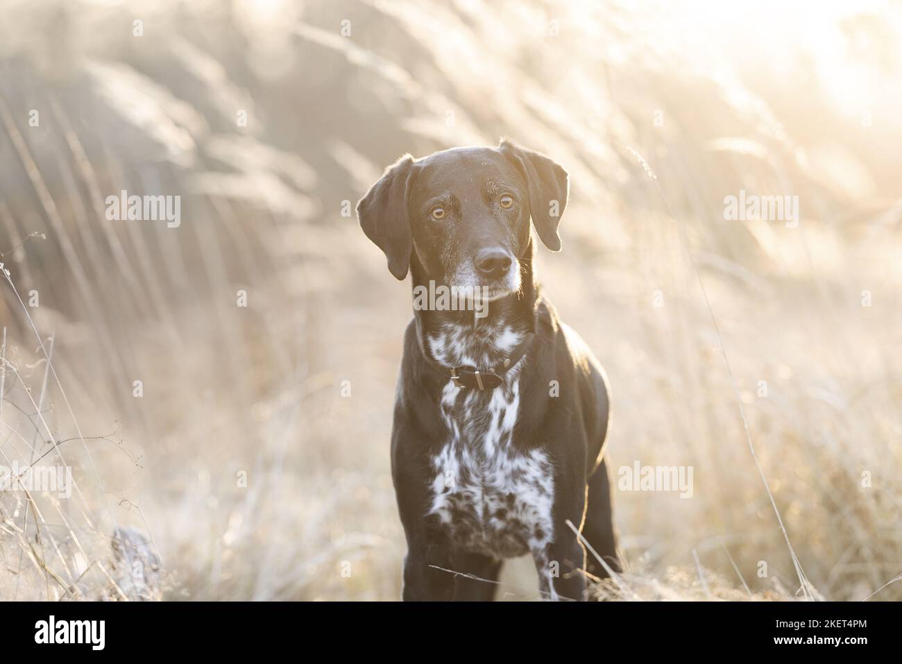 Senior german pointer hi-res stock photography and images - Alamy