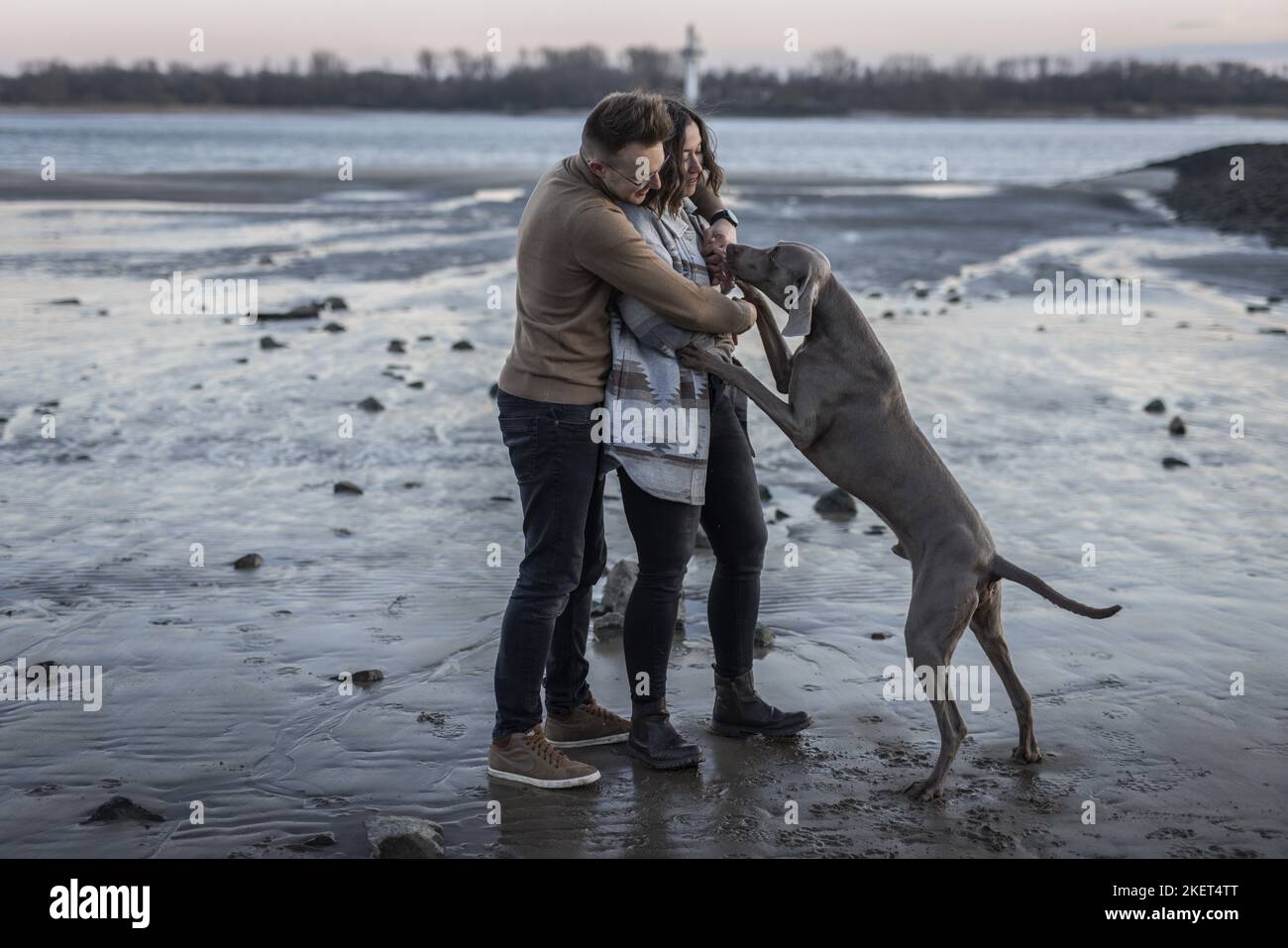 human with Weimaraner Stock Photo - Alamy