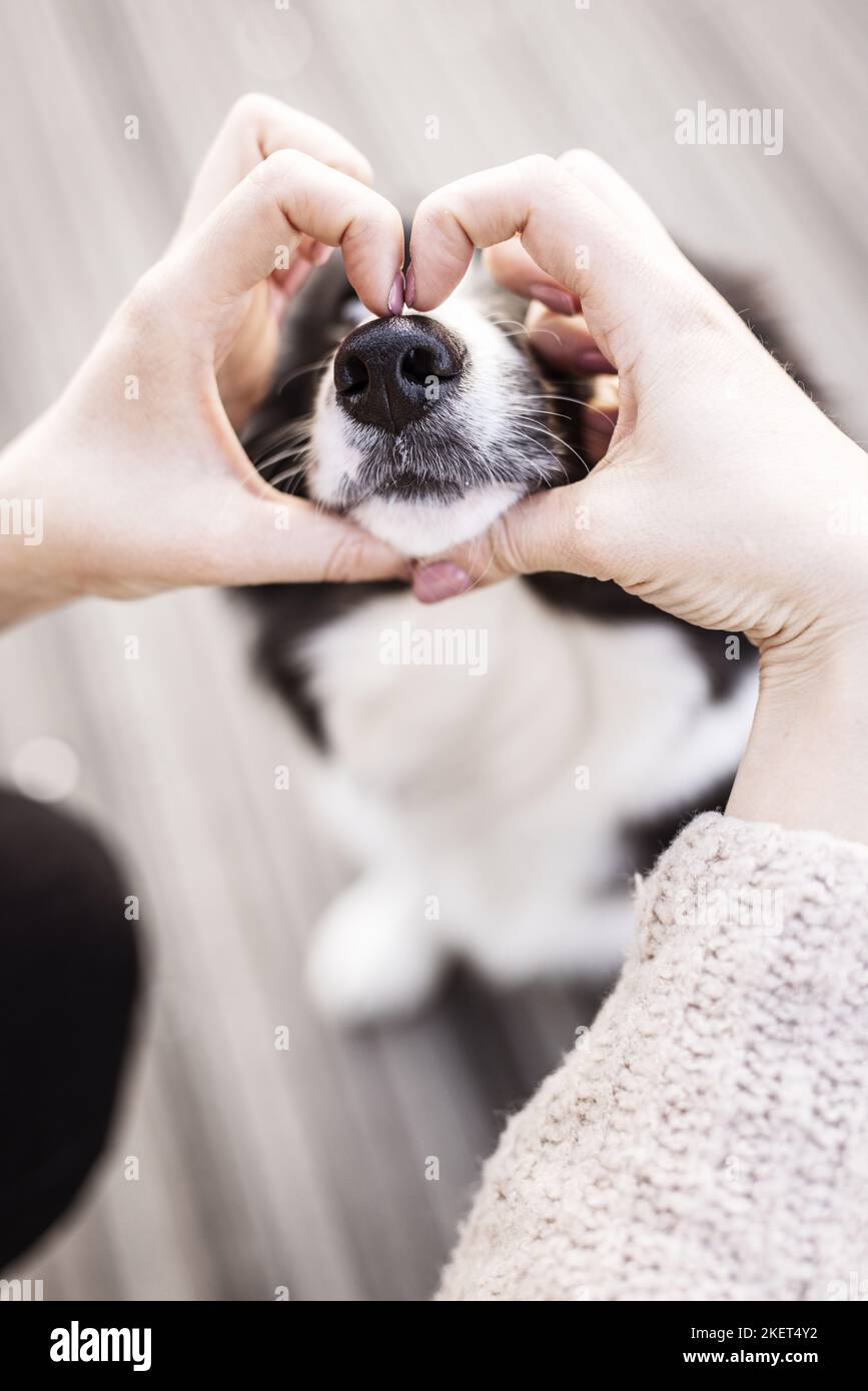 female Border Collie Stock Photo - Alamy