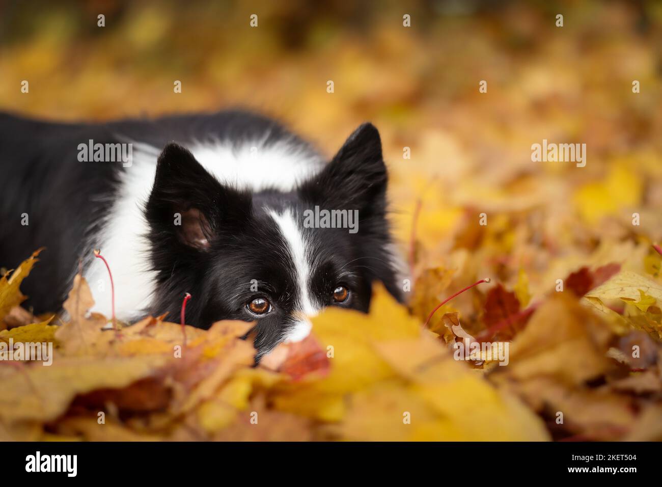Lovely Border Collie Lying Down in Autumn Leaves. Adorable Black and ...