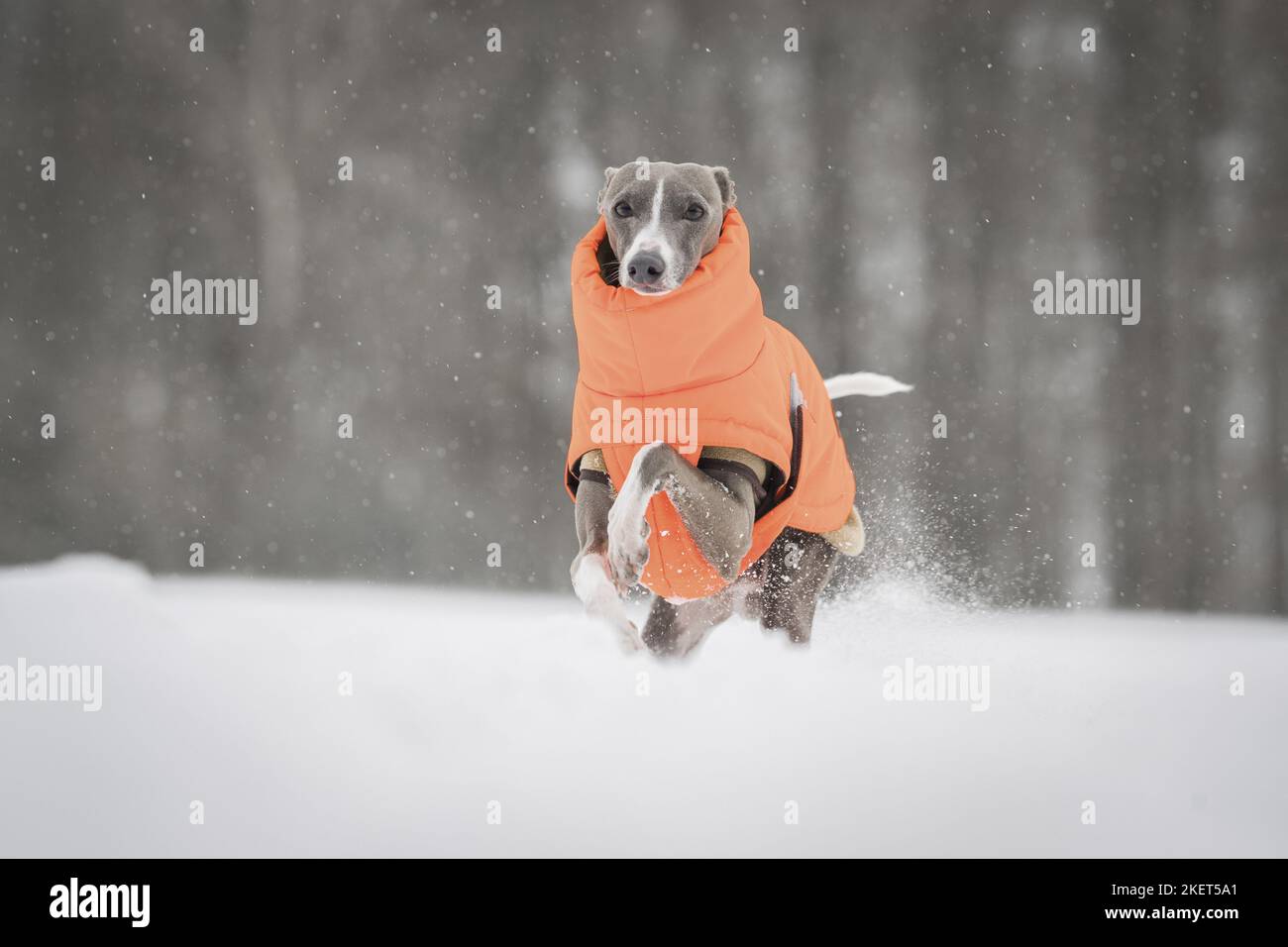 Italian Greyhound in winter Stock Photo - Alamy
