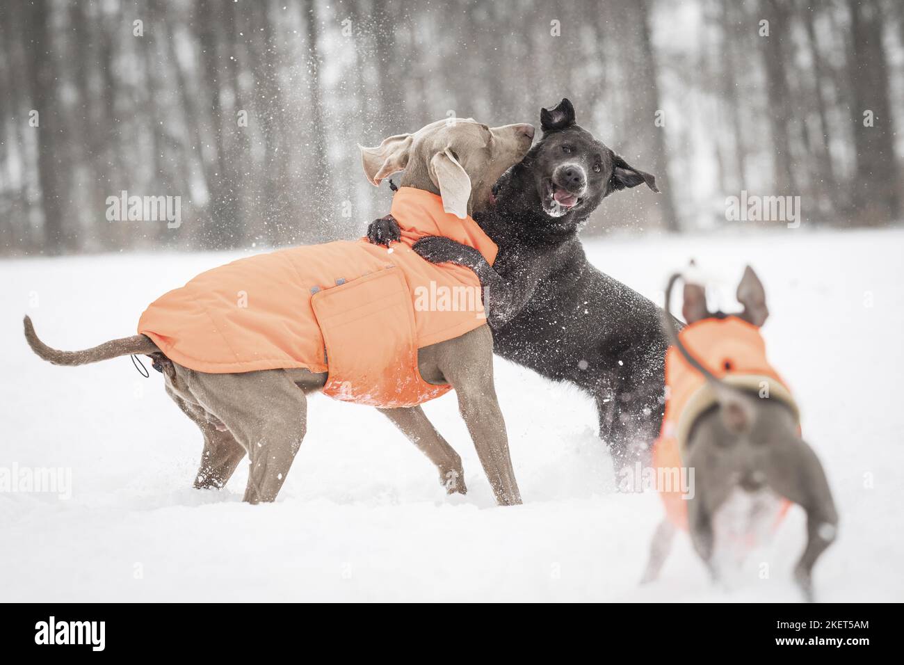 Big dog small dog fight hi-res stock photography and images - Alamy
