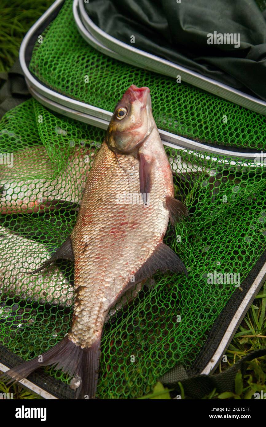 Good catch. Close up view of just taken from the water big freshwater ...