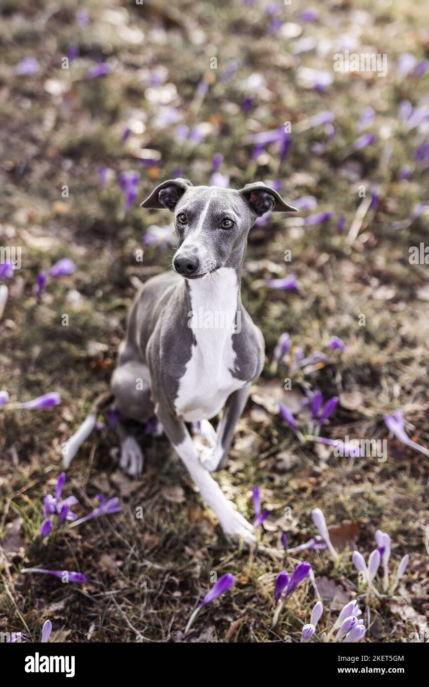 Two italian greyhounds hi-res stock photography and images - Alamy