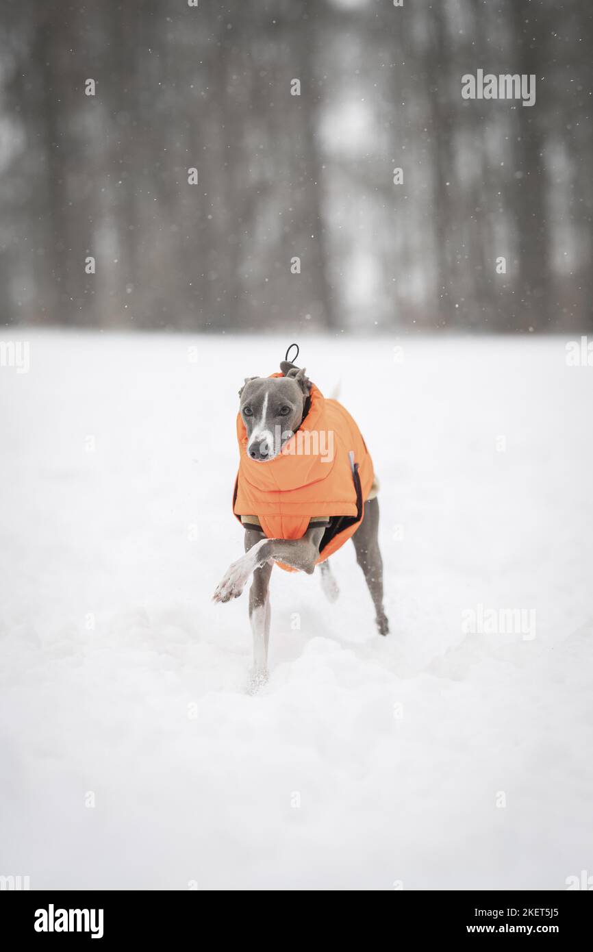 Italian Greyhound in the snow Stock Photo - Alamy