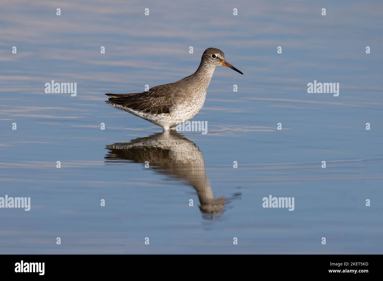 Common wading birds hi-res stock photography and images - Alamy