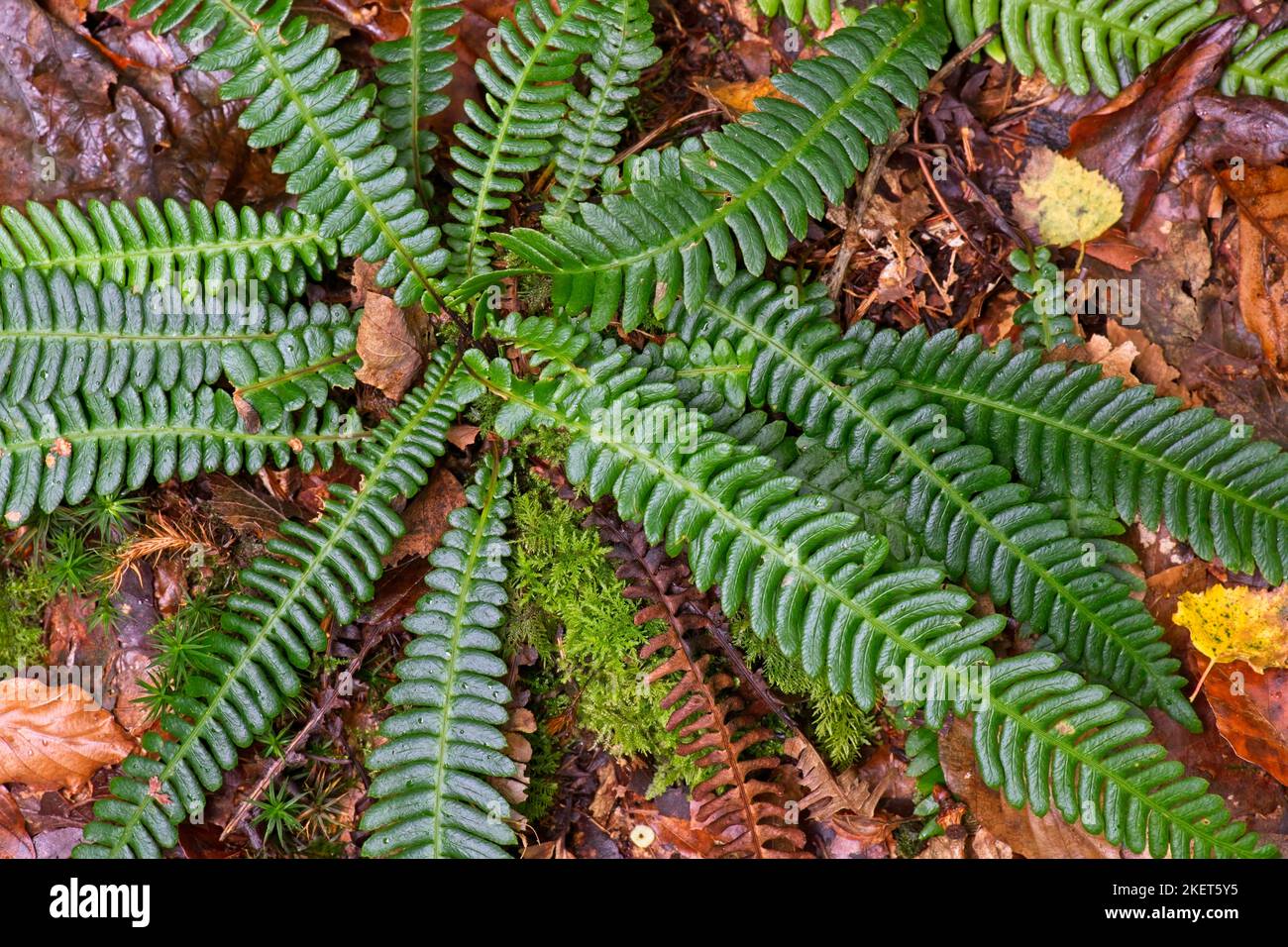 Green fern on forest floor from above Stock Photo - Alamy
