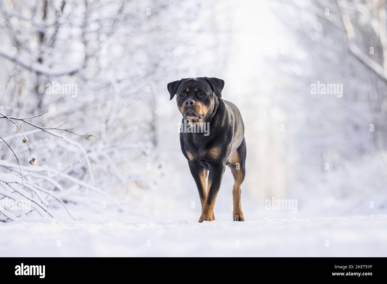 Rottweiler in the winter Stock Photo - Alamy