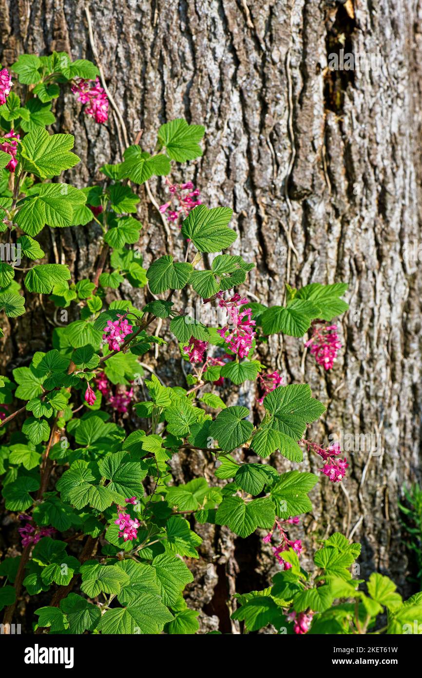 Delicate red pink flowers of current shrub Stock Photo - Alamy
