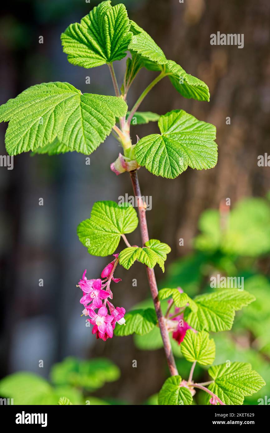 Spring flowering current hi-res stock photography and images - Alamy