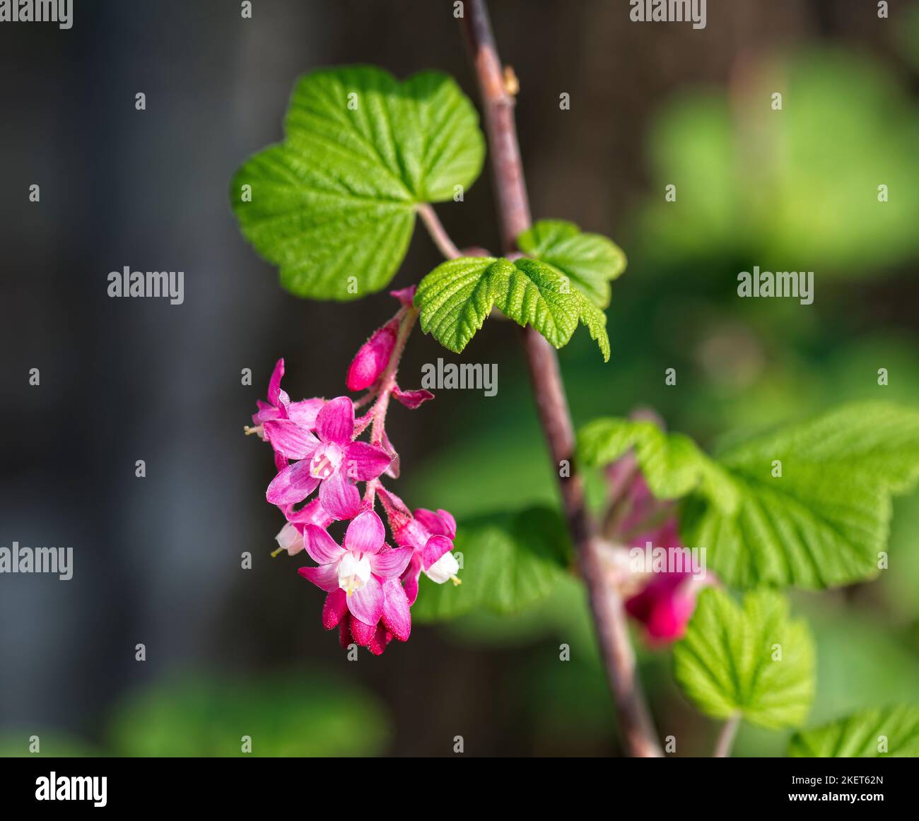 Spring flowering current hi-res stock photography and images - Alamy