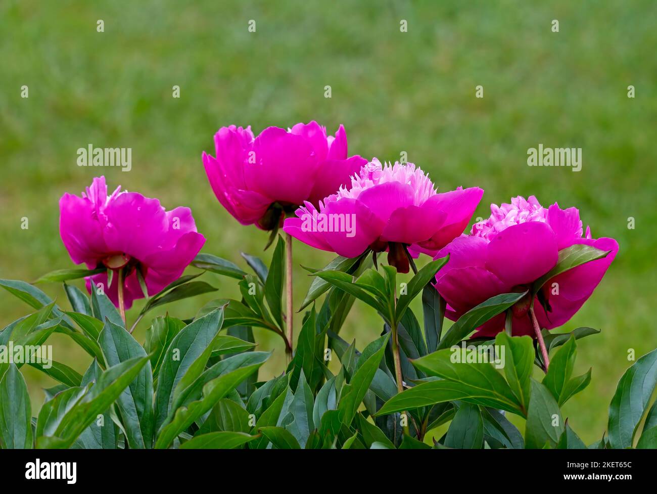Peony flower blooms in an English cottage garden Stock Photo - Alamy