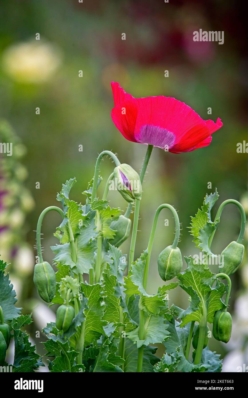 Bright red opium poppy growing in an English cottage garden Stock Photo ...