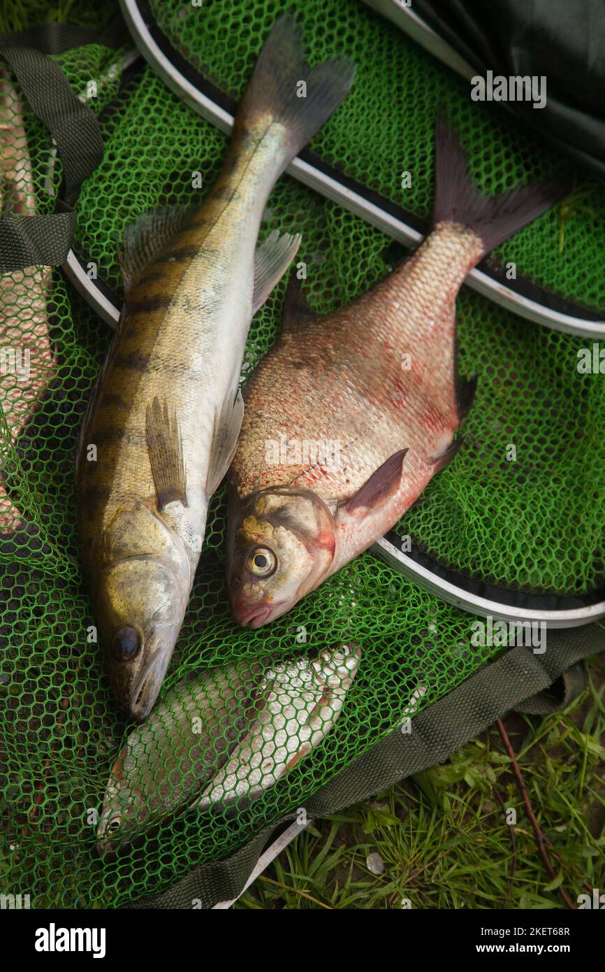 Freshwater zander fish know as sander lucioperca and common bream known ...