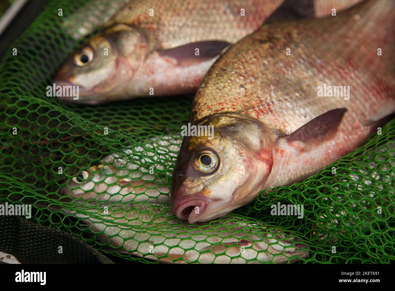Good catch. Just taken from the water big freshwater common bream known ...